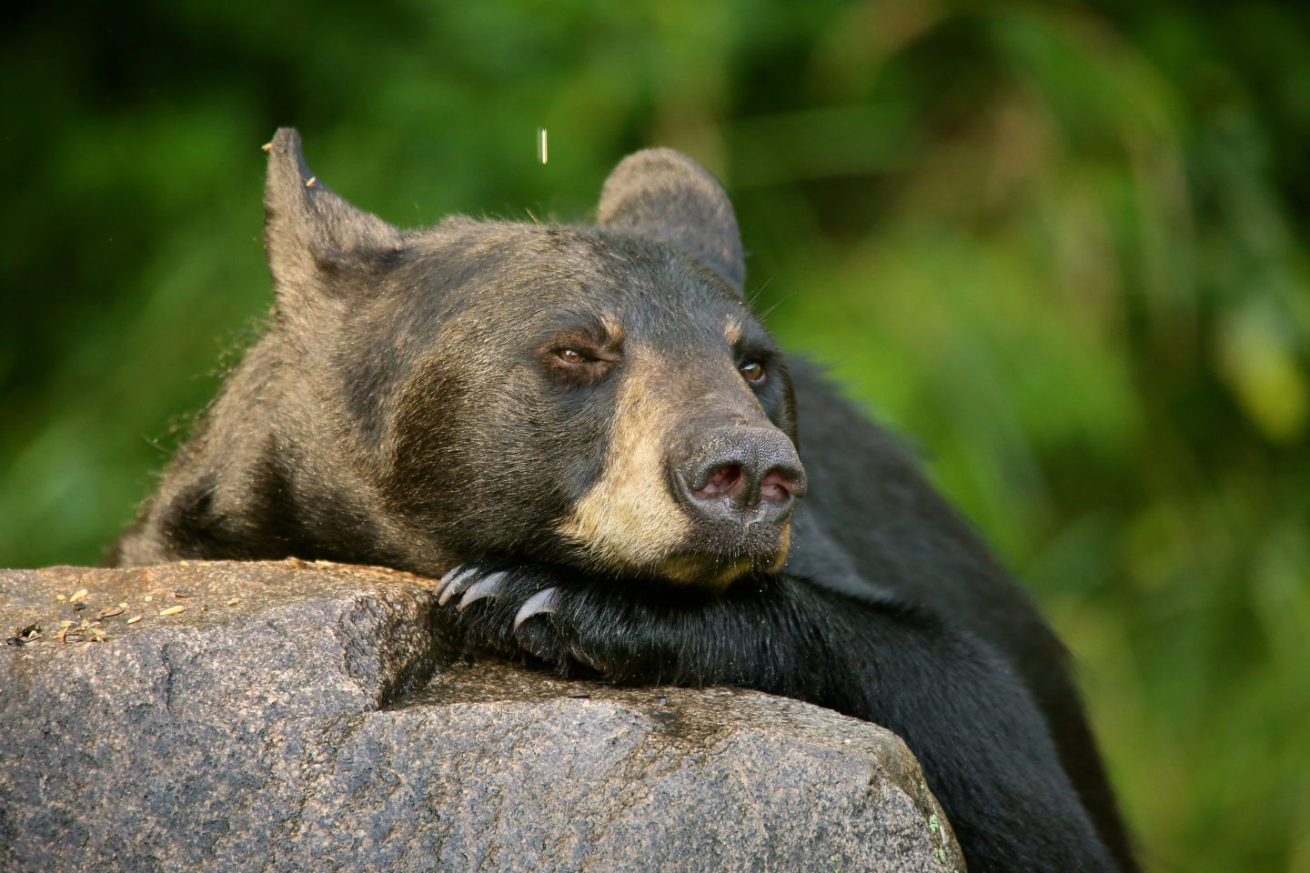 American Bear Association
