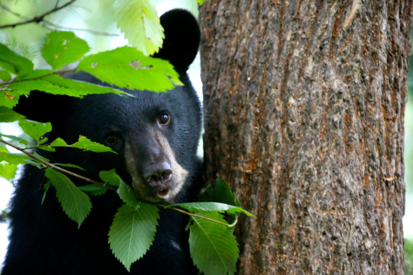 American Bear Association