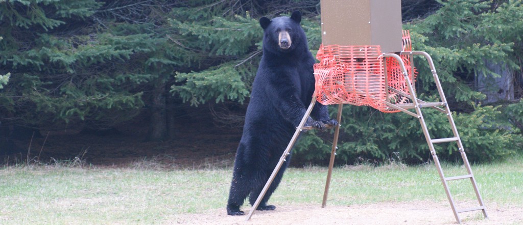 bear | American Bear Association