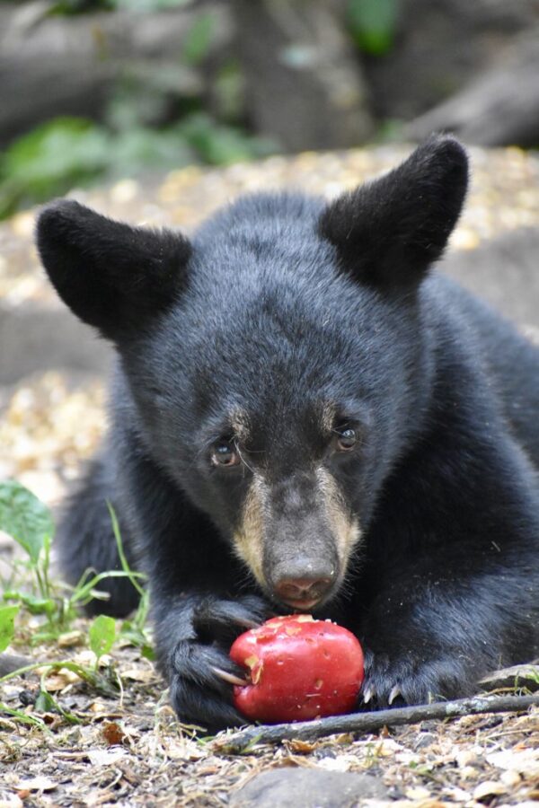 Bear Food Donations | American Bear Association