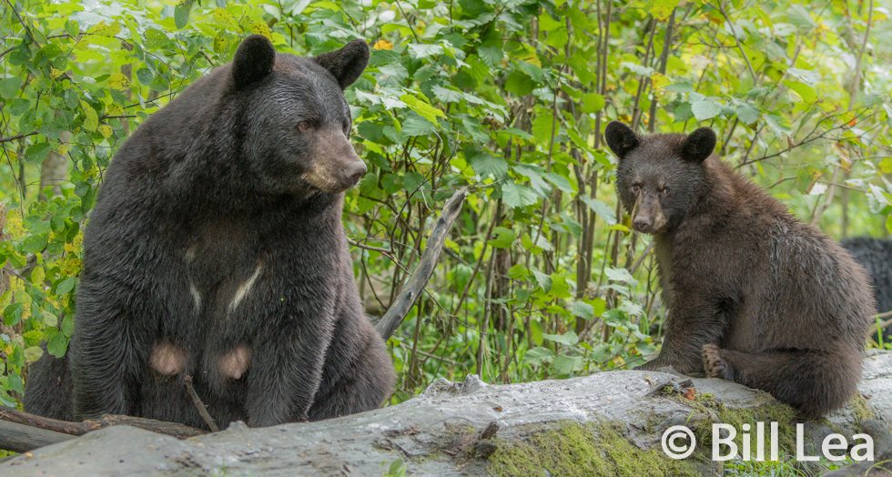American Bear Association