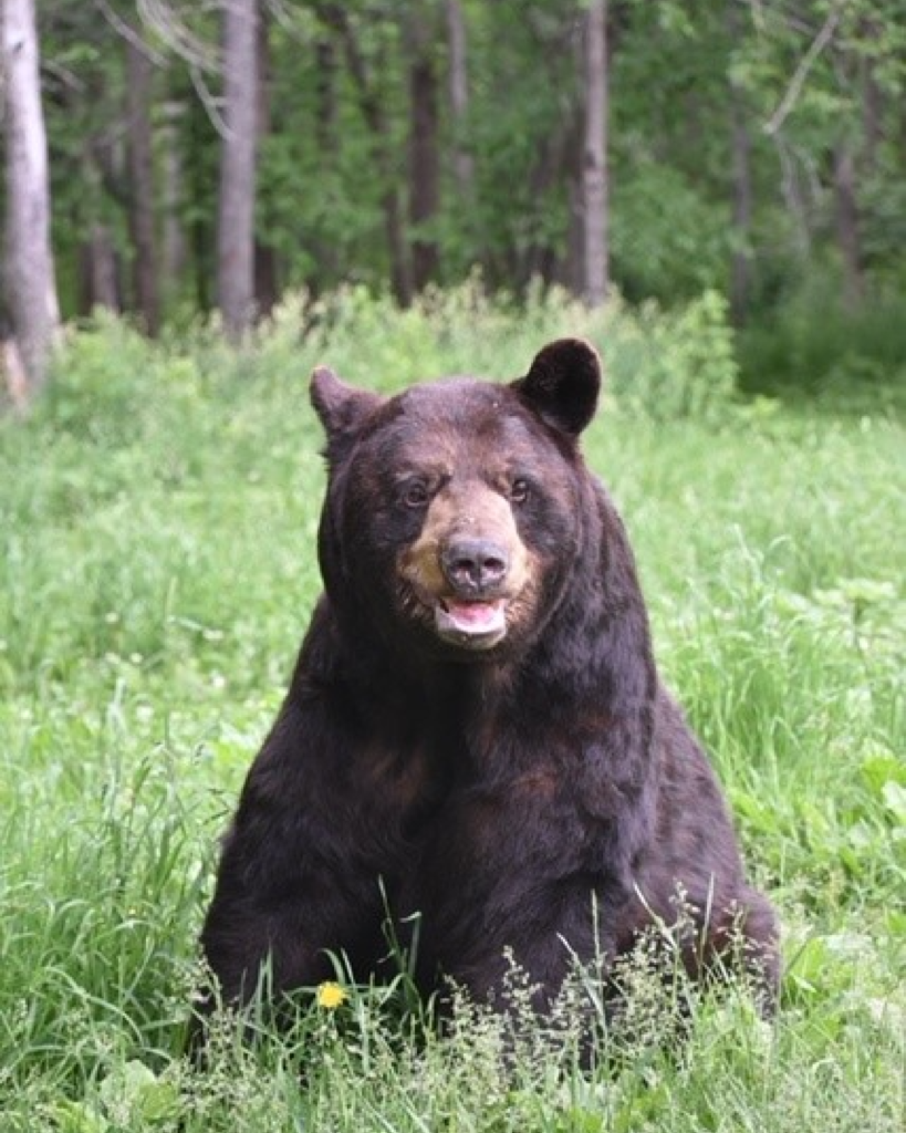 Cheeky in meadow | American Bear Association