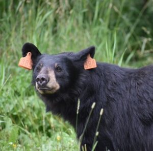 Darla | American Bear Association