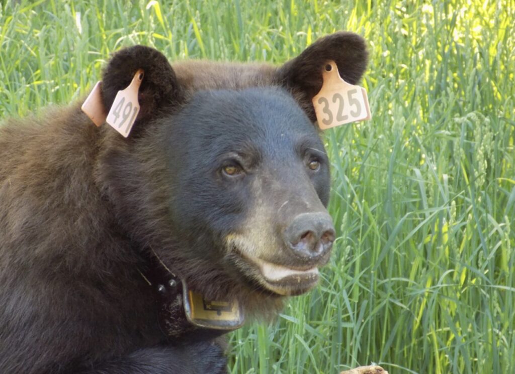 Ginger | American Bear Association