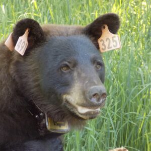 Symbolically Adopt a Bear | American Bear Association