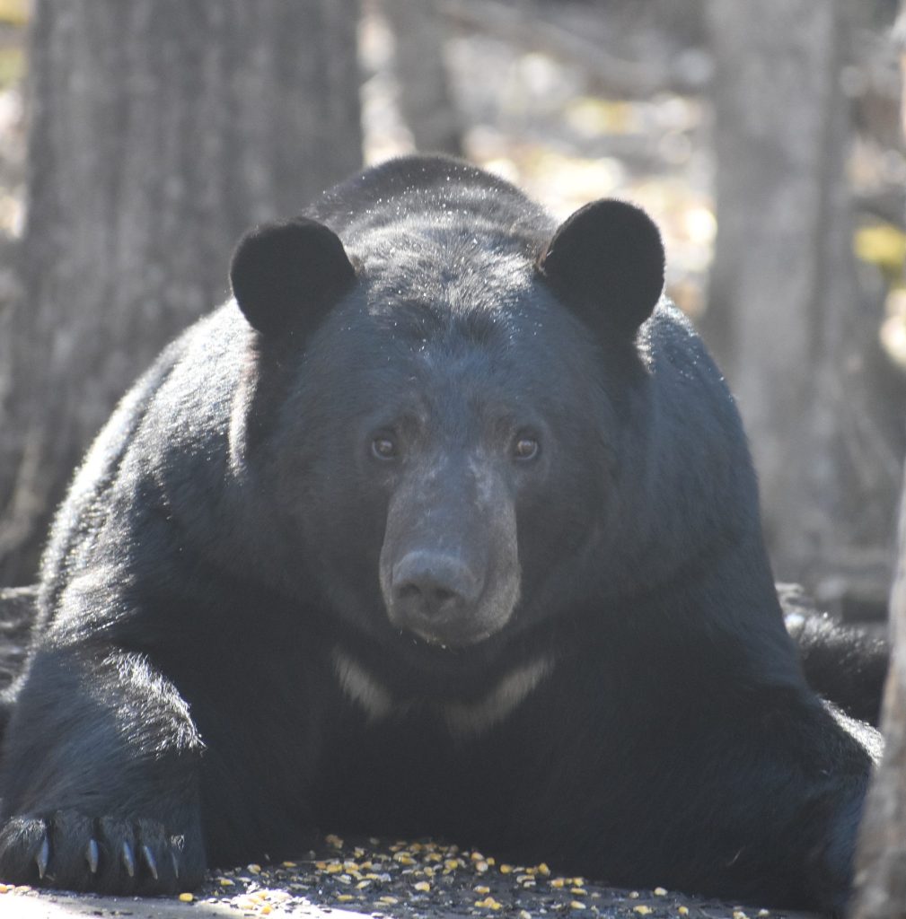 Wessex | American Bear Association